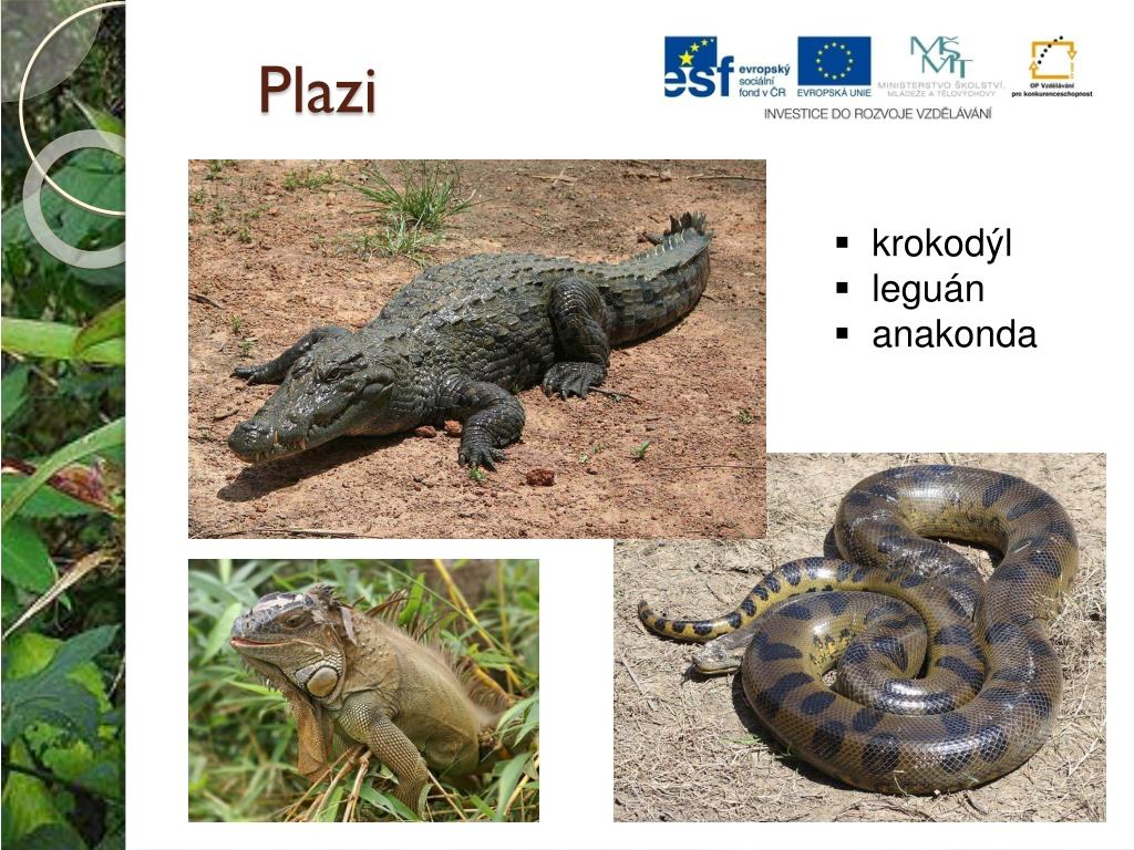 PPT - Tropický pás - Tropický deštný les PowerPoint Presentation, free ...