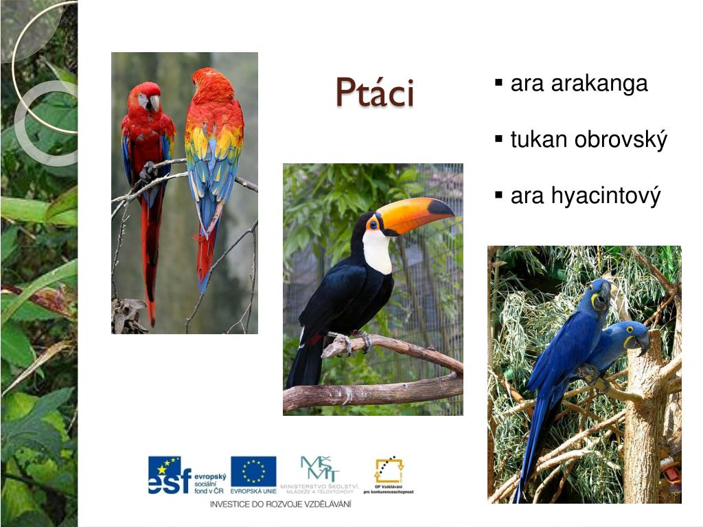 PPT - Tropický pás - Tropický deštný les PowerPoint Presentation, free ...