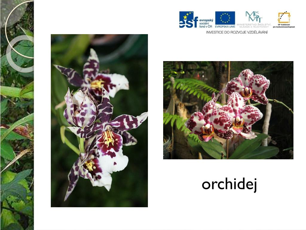 PPT - Tropický pás - Tropický deštný les PowerPoint Presentation, free ...