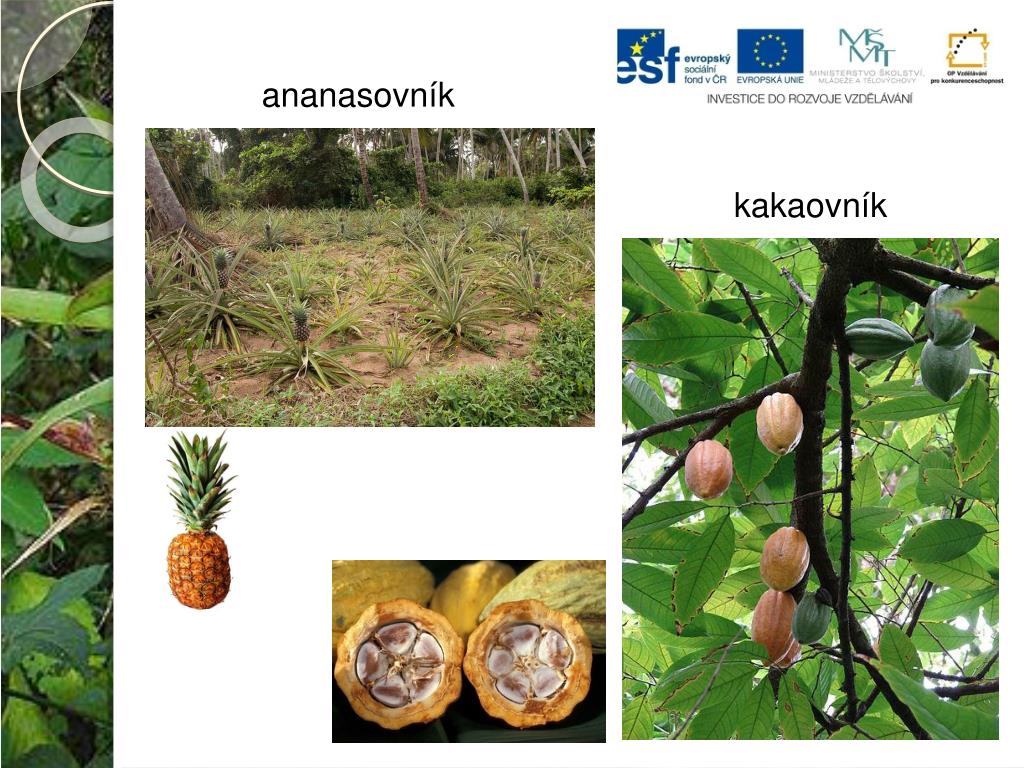 PPT - Tropický pás - Tropický deštný les PowerPoint Presentation, free ...