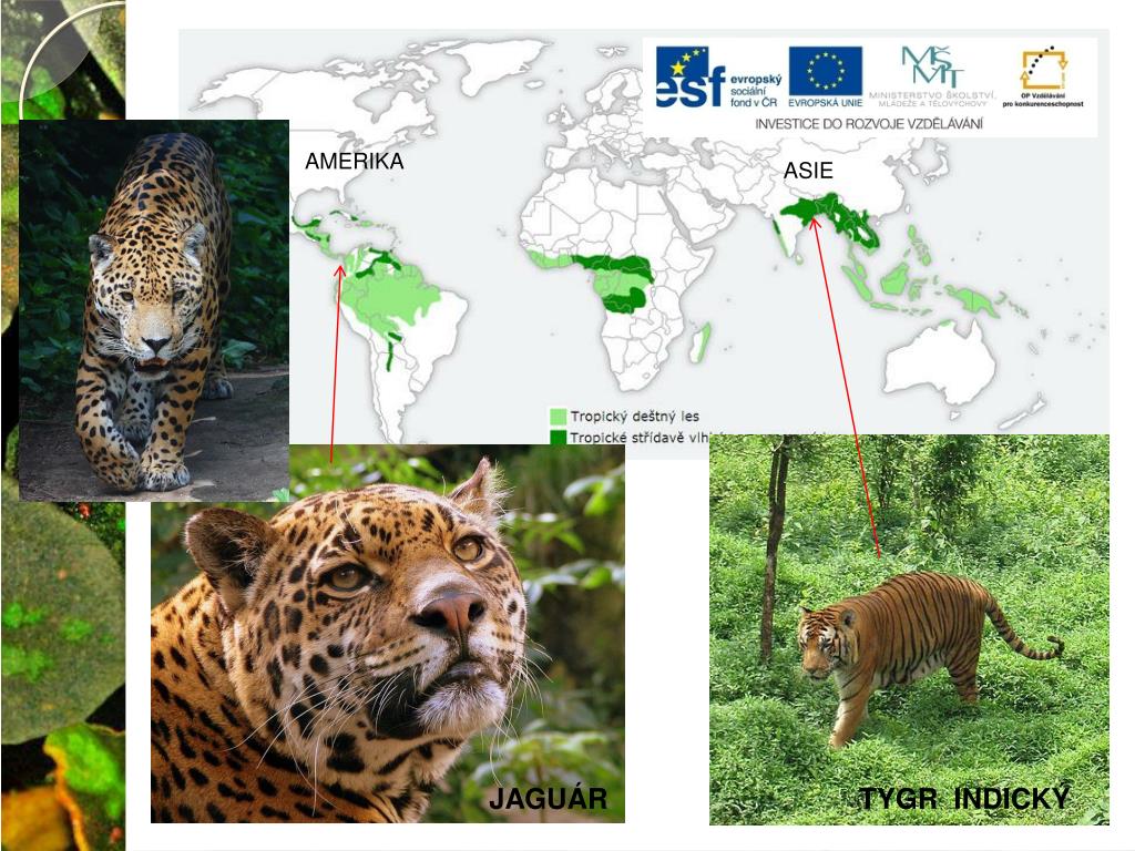 PPT - Tropický pás - Tropický deštný les PowerPoint Presentation, free ...