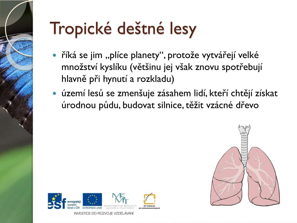 PPT - Tropický pás - Tropický deštný les PowerPoint Presentation, free ...