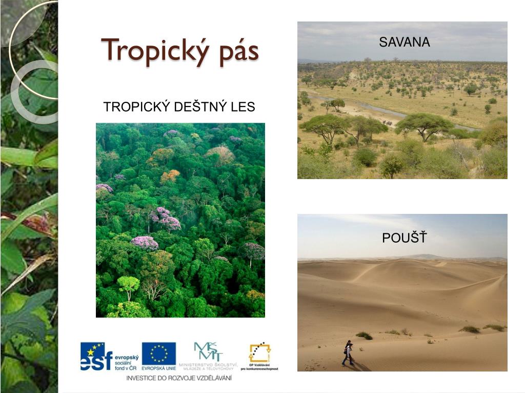 PPT - Tropický pás - Tropický deštný les PowerPoint Presentation, free ...