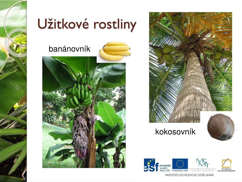 PPT - Tropický pás - Tropický deštný les PowerPoint Presentation, free ...