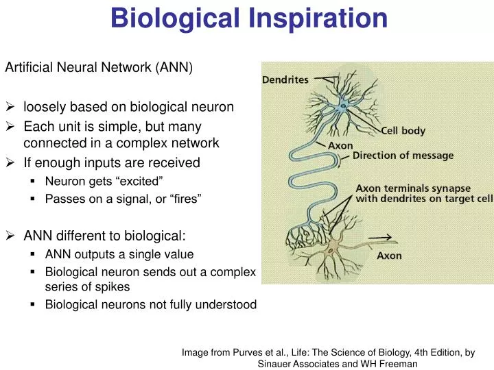PPT - Artificial Neural Network (ANN) loosely based on biological ...
