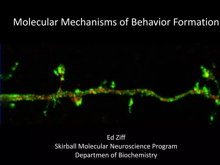 PPT - Molecular Mechanisms of Behavior Formation PowerPoint ...