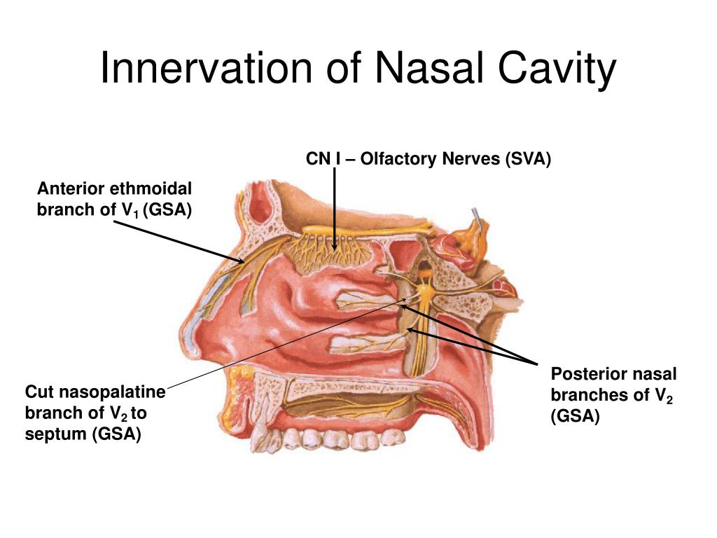 Ppt The Nasal Cavity Functions Powerpoint Presentation Free
