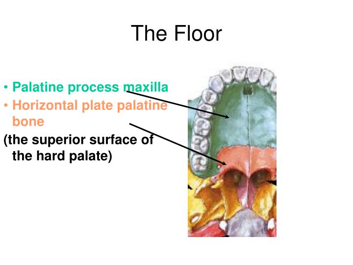 PPT - The Nasal Cavity: Functions PowerPoint Presentation - ID:6024424