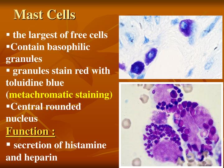 PPT - CONNECTIVE TISSUE PowerPoint Presentation - ID:6025477