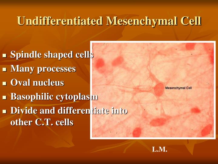 PPT - CONNECTIVE TISSUE PowerPoint Presentation - ID:6025477