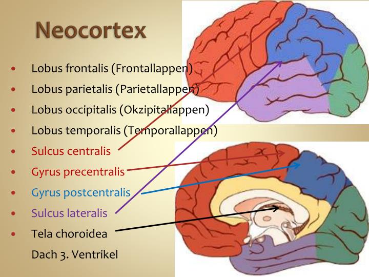 PPT - Übersicht Neurologie PowerPoint Presentation - ID:6025941