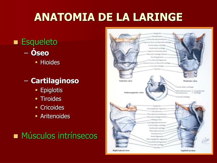 PPT - MALFORMACIONES DE LA LARINGE TRAUMATISMOS CUERPOS EXTRAÑOS ...