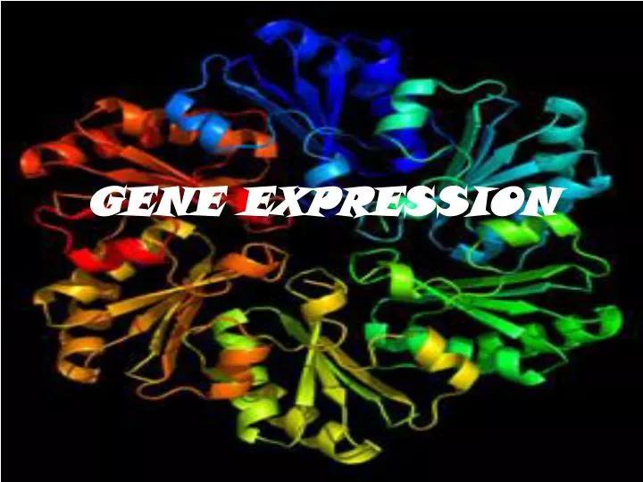 PPT - GENE EXPRESSION PowerPoint Presentation, free download - ID:6026702