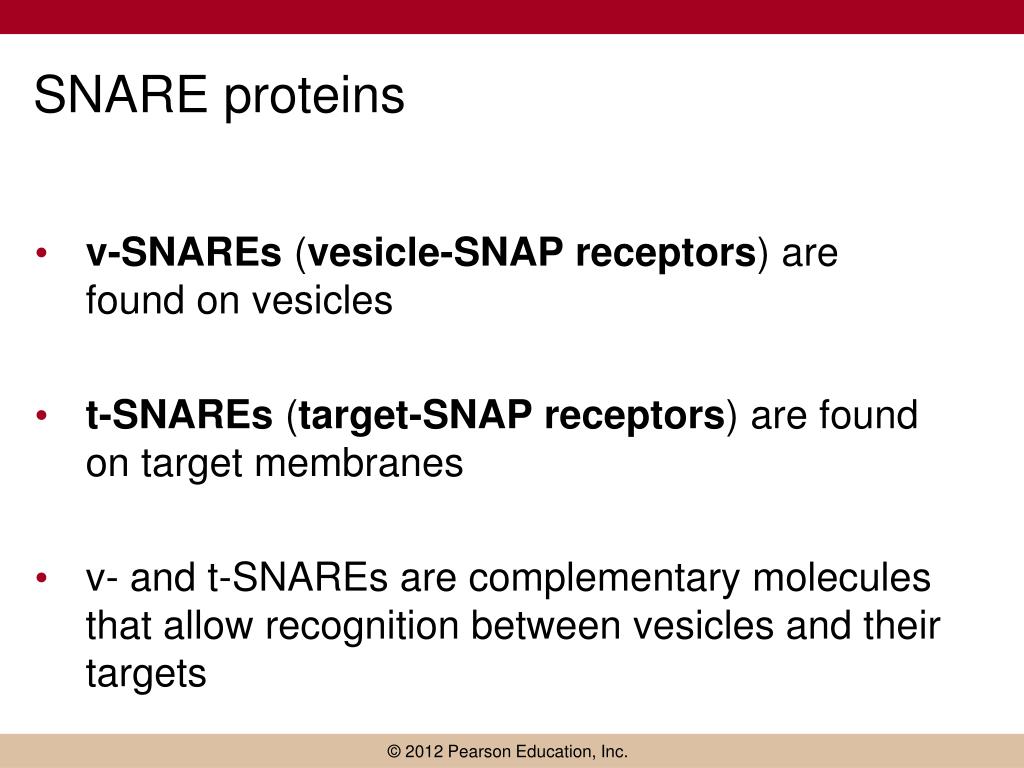 PPT - Exocytosis and endocytosis PowerPoint Presentation, free download ...
