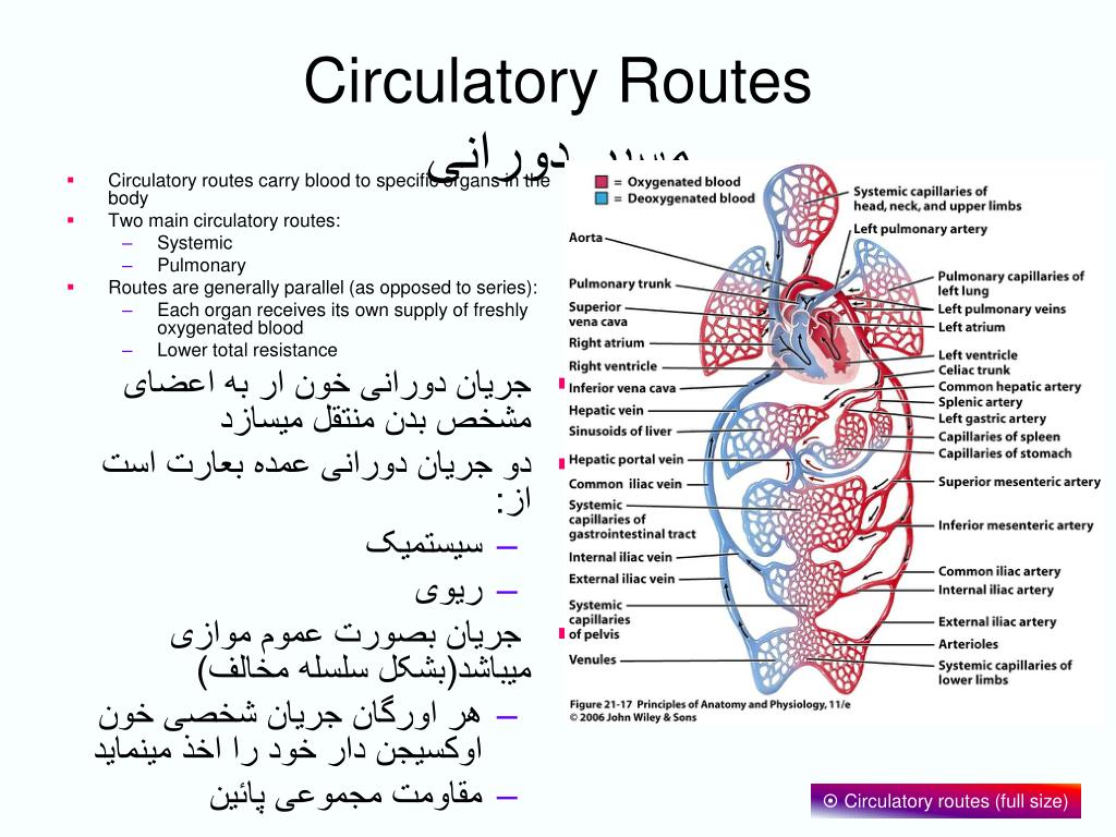 PPT - Human Anatomy and Physiology I اناتومی وفزیولوژی انسان PowerPoint ...