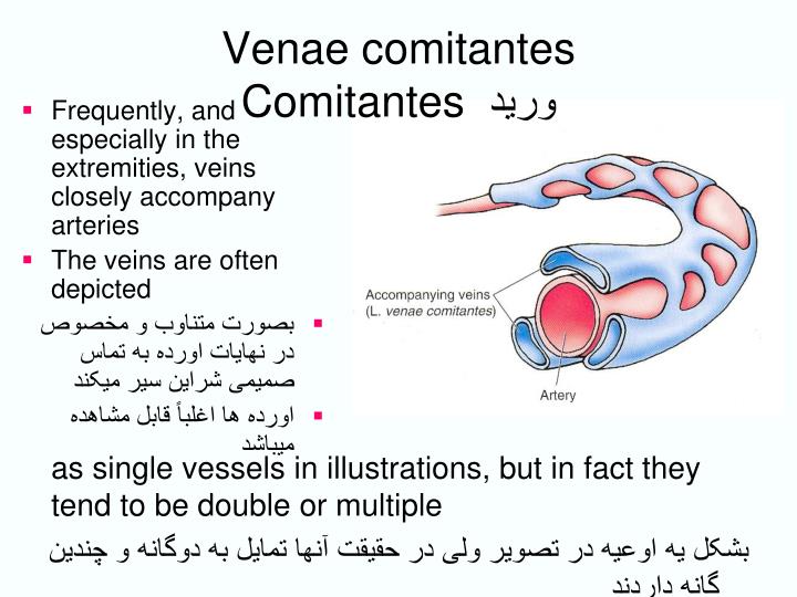 PPT - Human Anatomy and Physiology I اناتومی وفزیولوژی انسان PowerPoint ...