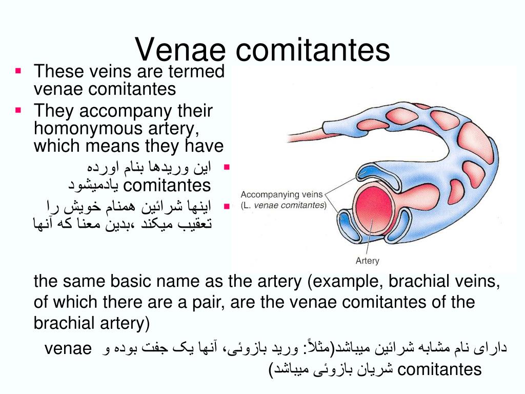 PPT - Human Anatomy and Physiology I اناتومی وفزیولوژی انسان PowerPoint ...
