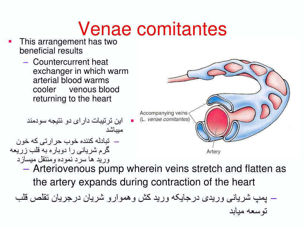 PPT - Human Anatomy and Physiology I اناتومی وفزیولوژی انسان PowerPoint ...