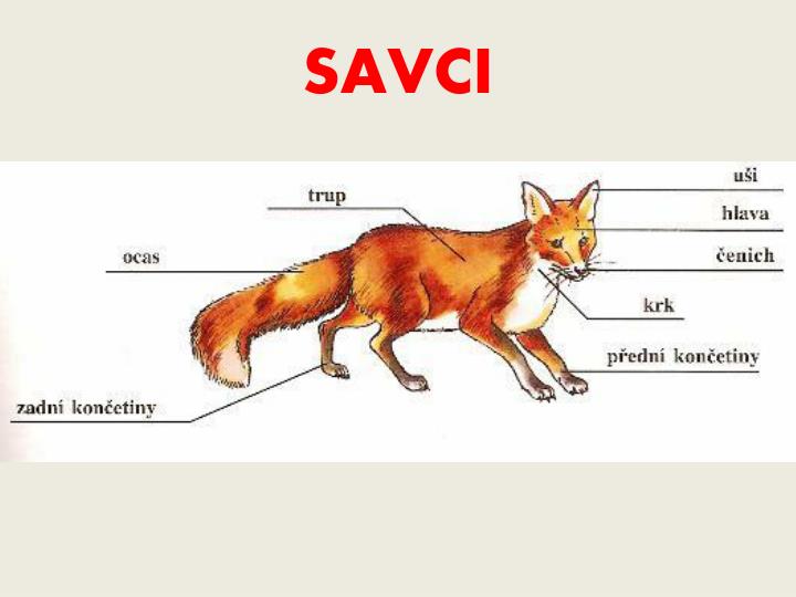 PPT - Stavba těla živočichů PowerPoint Presentation - ID:6028328