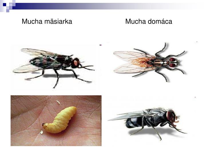 PPT - Nežiadúci spoločníci človeka PowerPoint Presentation - ID:6028646