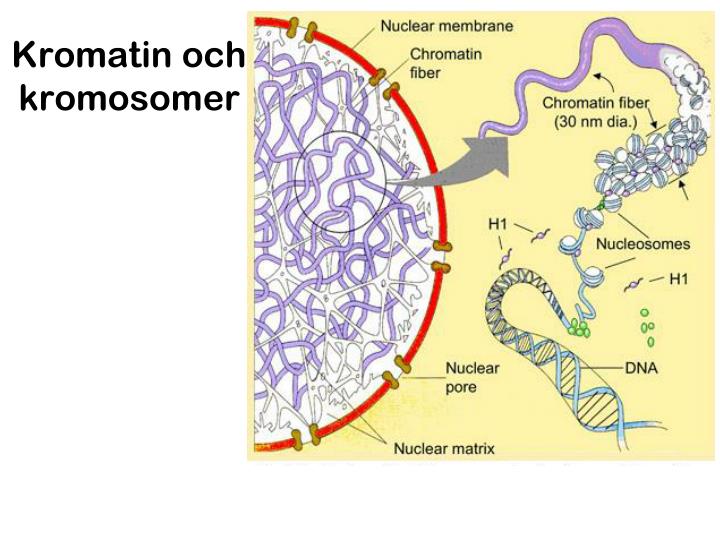 PPT - Cellkärnan och nukleinsyror PowerPoint Presentation - ID:6029451