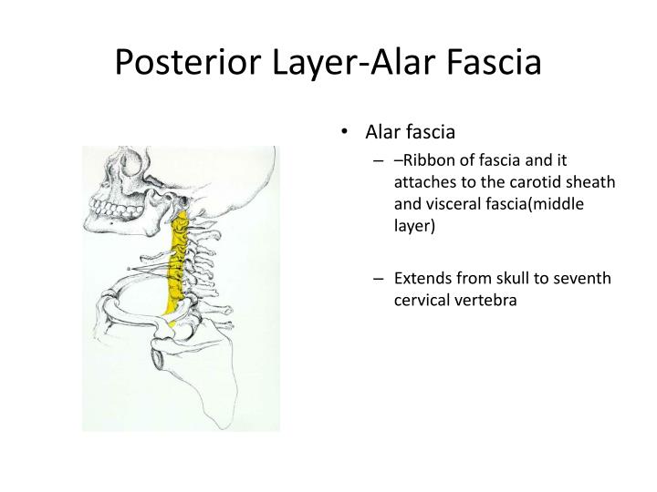 PPT - Understanding the Fascial planes of head and Neck PowerPoint ...