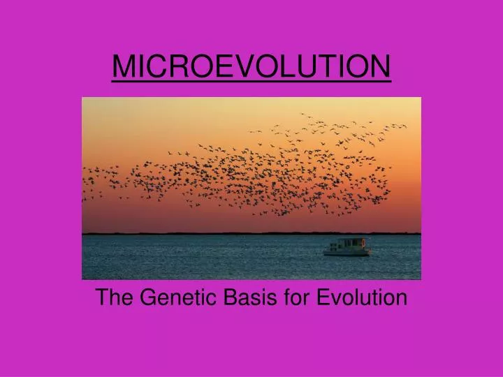 PPT - MICROEVOLUTION PowerPoint Presentation, free download - ID:6031981