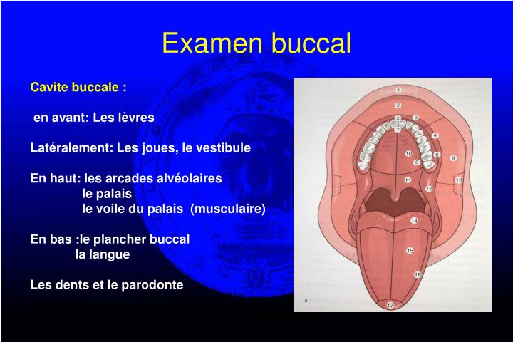 PPT - SEMEIOLOGIE DE LA MUQUEUSE BUCCALE PowerPoint Presentation - ID ...