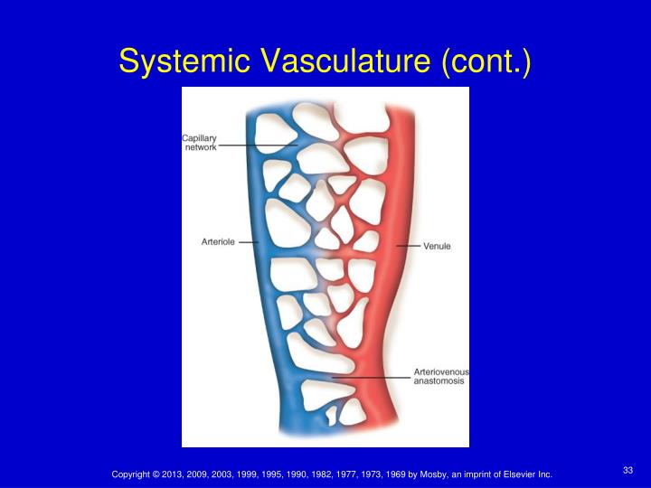PPT - Chapter 9 The Cardiovascular System PowerPoint Presentation - ID ...