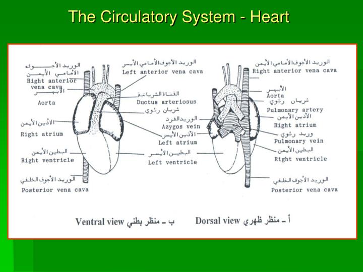 PPT - Mouse Dissection PowerPoint Presentation - ID:6032514