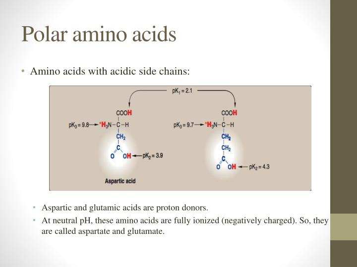 PPT - Amino acids PowerPoint Presentation - ID:6032806