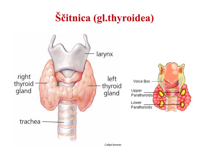 PPT - ščitnica PowerPoint Presentation - ID:6033043