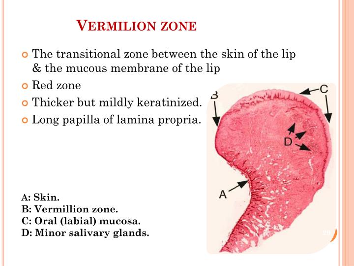 PPT - GOOD-MORNING PowerPoint Presentation - ID:6033178