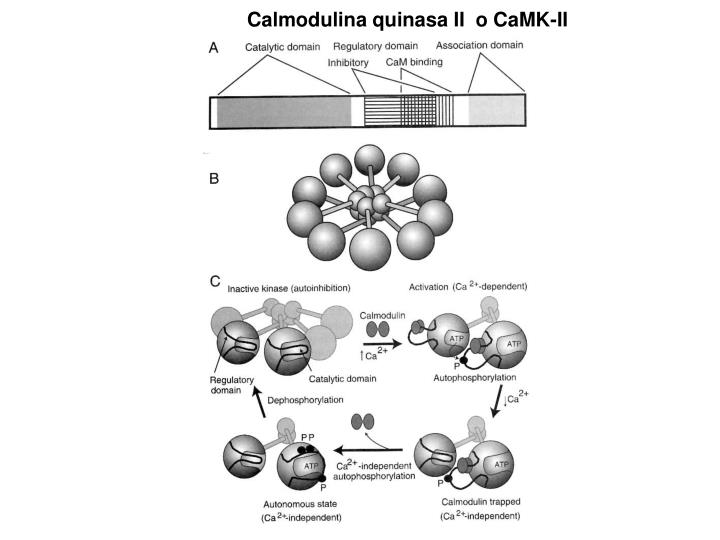 PPT - Comunicación química: PowerPoint Presentation - ID:6033420
