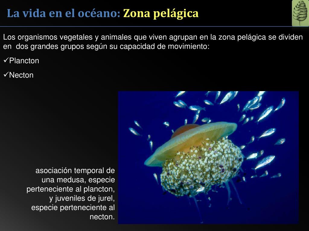 PPT - océanos y fondos marinos PowerPoint Presentation, free download ...