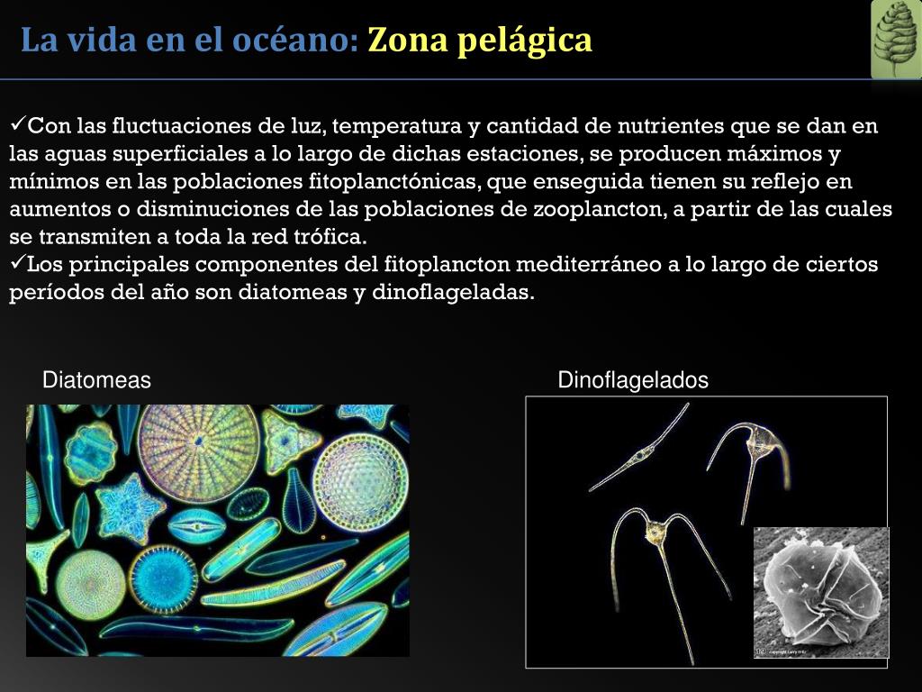 PPT - océanos y fondos marinos PowerPoint Presentation, free download ...