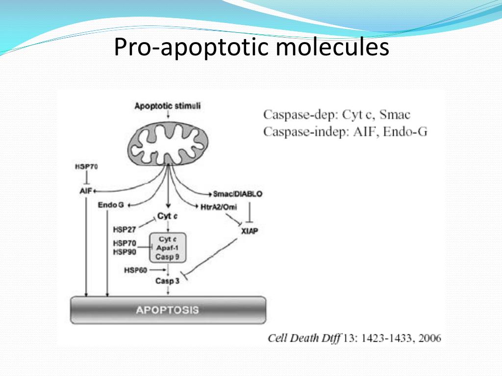 PPT - 2002 Nobel Medicine Prize Apoptosis PowerPoint Presentation, free ...