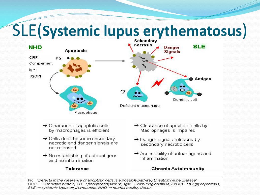 PPT - 2002 Nobel Medicine Prize Apoptosis PowerPoint Presentation, free ...