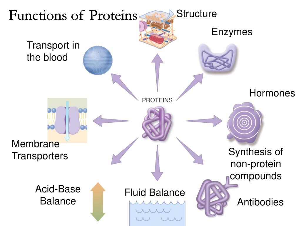 Proteins Functions Definition Types Structure Example - vrogue.co Proteins Functions Definition Types Structure Example - vrogue.co
