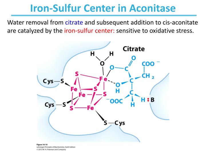 PPT - 2. The Citric Acid Cycle (CAC) PowerPoint Presentation - ID:6035466