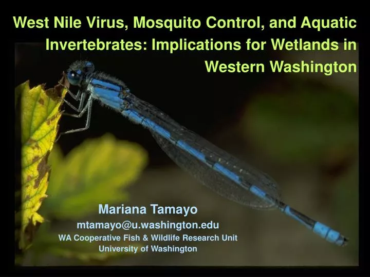 PPT - Mariana Tamayo mtamayo@u.washington WA Cooperative Fish ...