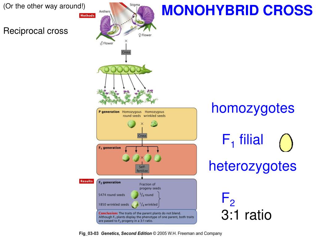 PPT - Biology 22: Genetics and Molecular Biology PowerPoint ...