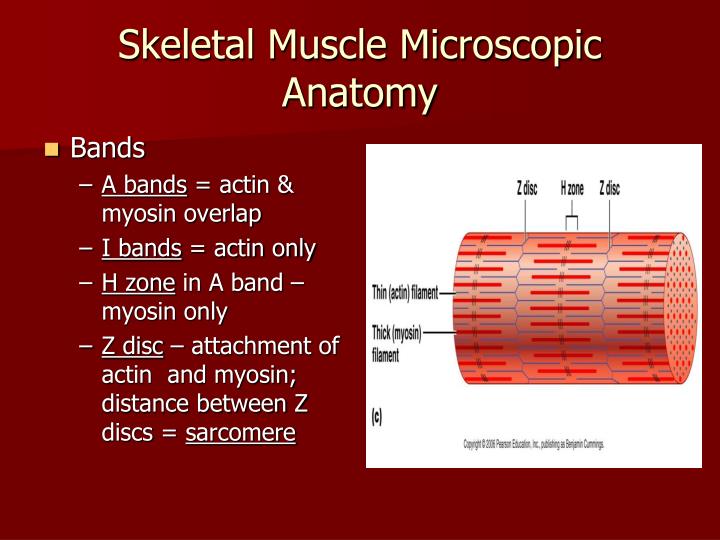 PPT - Chapter 9 – MUSCLE TISSUE PowerPoint Presentation - ID:6037286