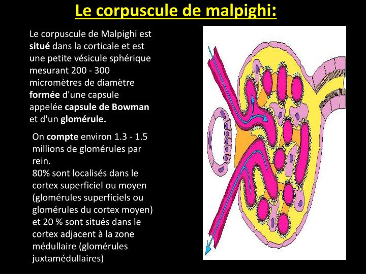 PPT - APPAREIL URINAIRE PowerPoint Presentation - ID:6037342