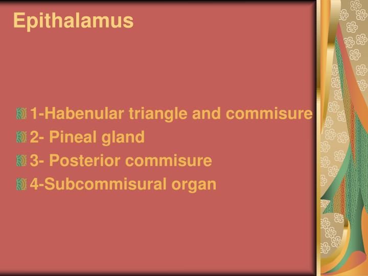 PPT - Epithalamus PowerPoint Presentation - ID:6038071