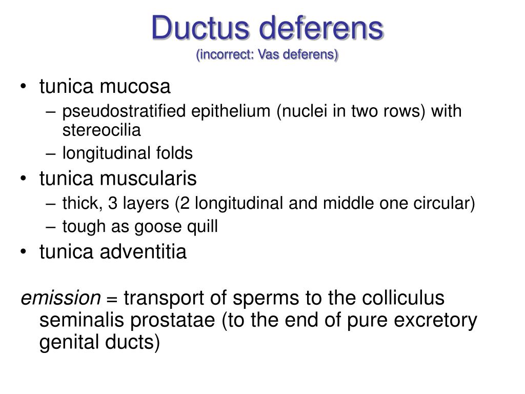 PPT - Male genital system Systema genitale masculinum PowerPoint ...