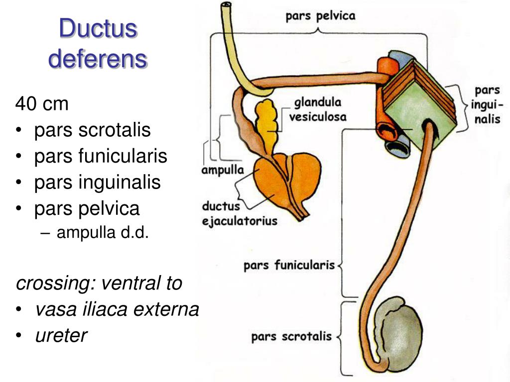 PPT - Male genital system Systema genitale masculinum PowerPoint ...