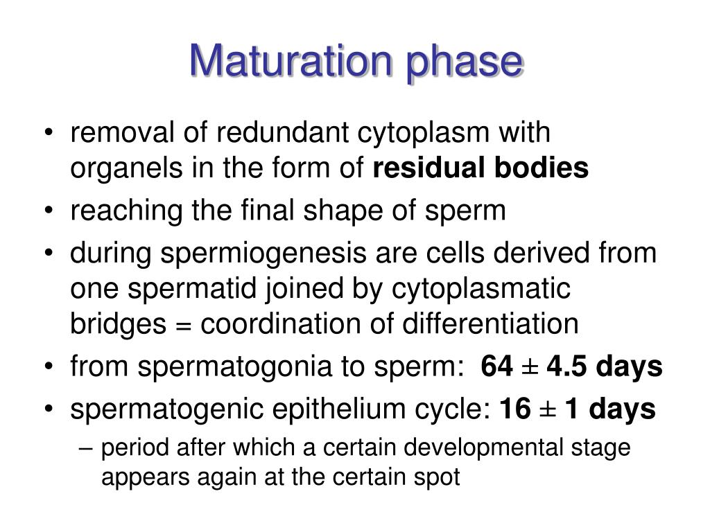 PPT - Male genital system Systema genitale masculinum PowerPoint ...