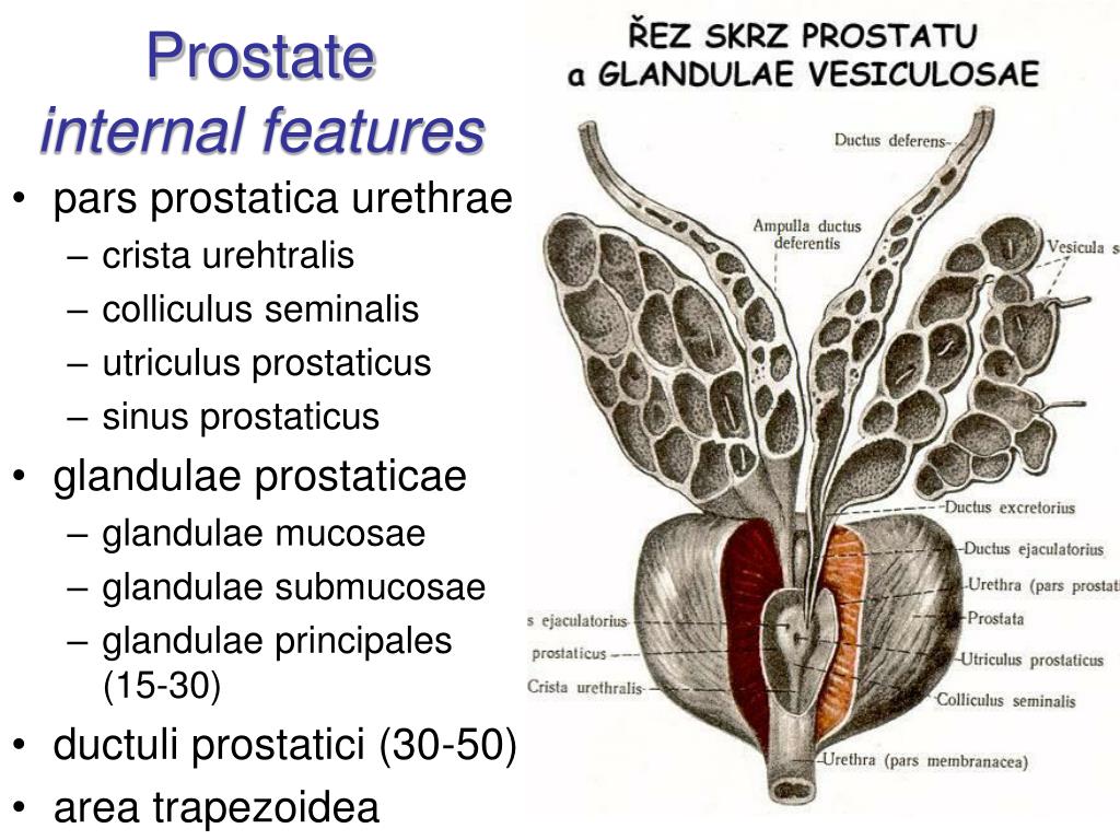 PPT - Male genital system Systema genitale masculinum PowerPoint ...