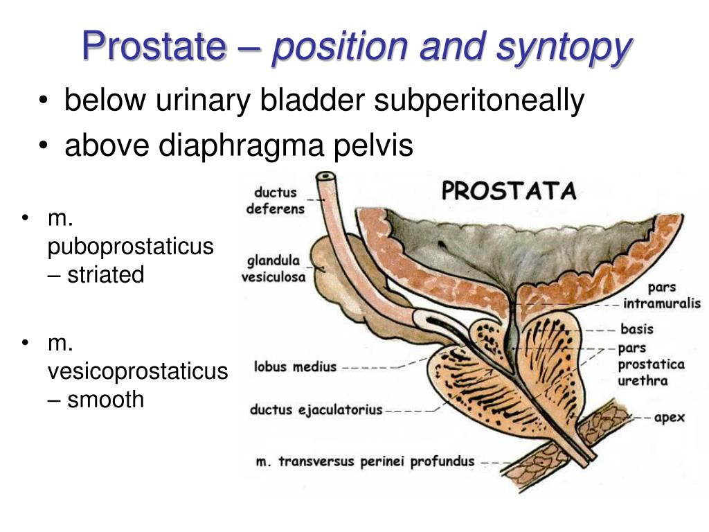 PPT - Male genital system Systema genitale masculinum PowerPoint ...